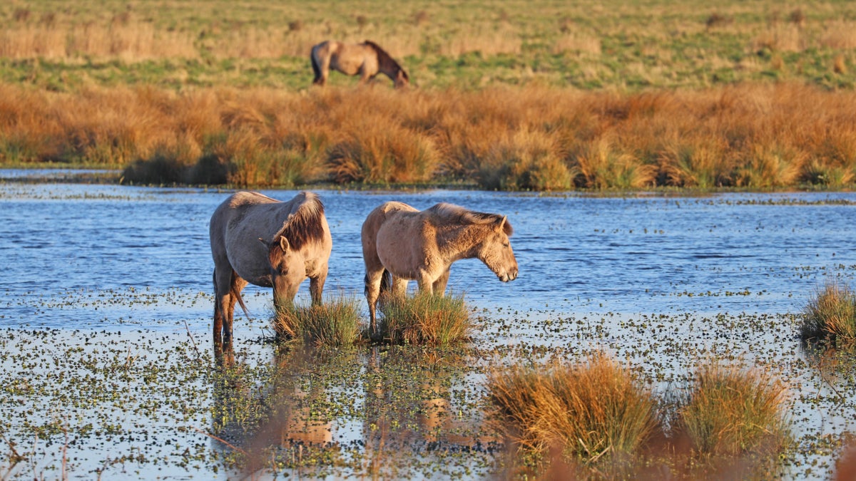 Wicken Fen wildlife walk | Cambridgeshire | National Trust