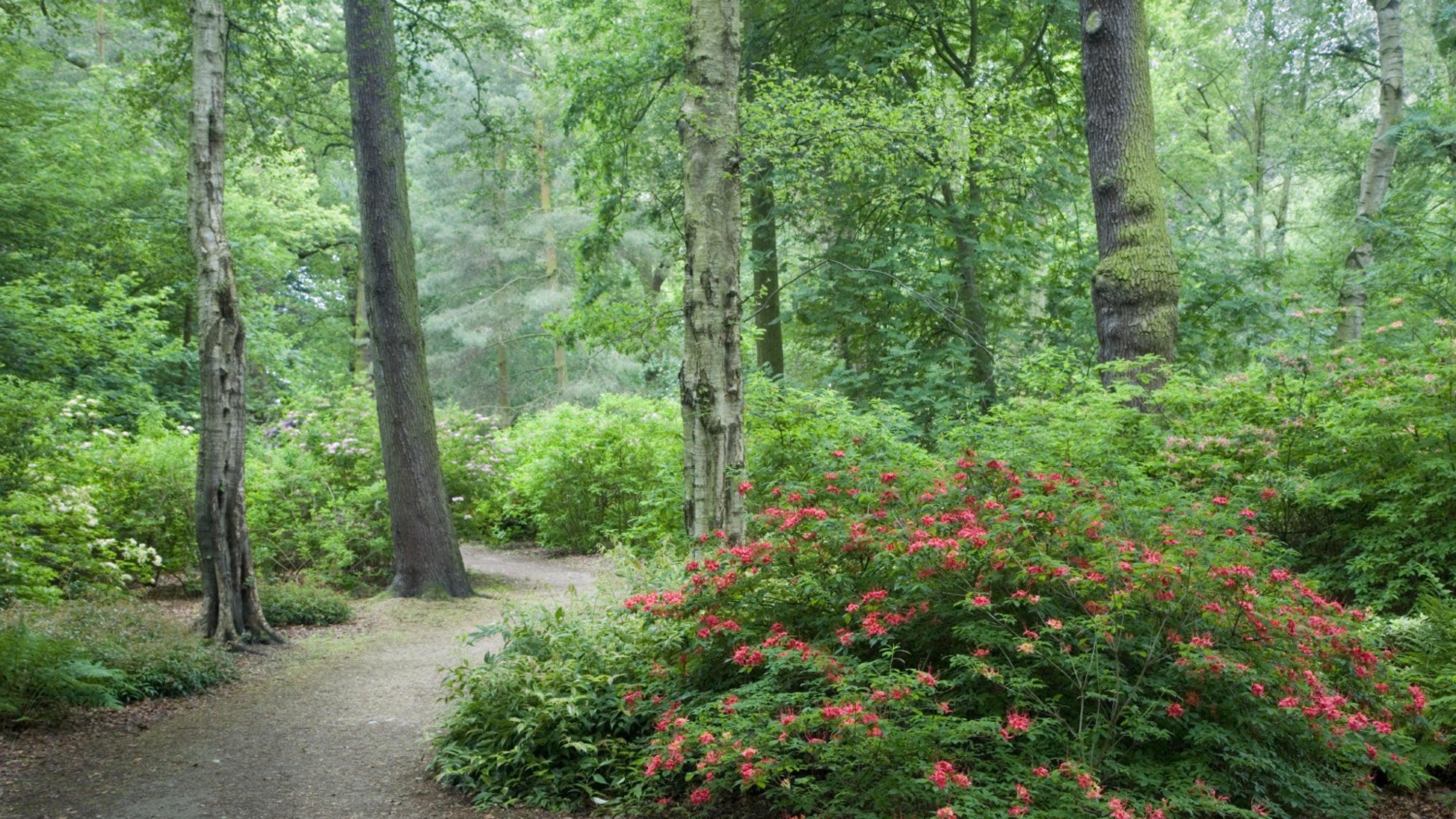 Our new holiday cottages | National Trust