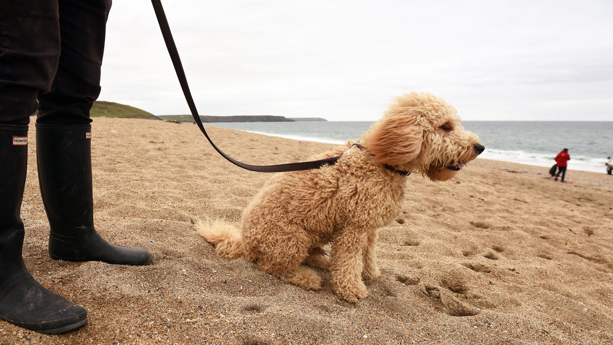 Dog-friendly cottages in Cornwall | National Trust