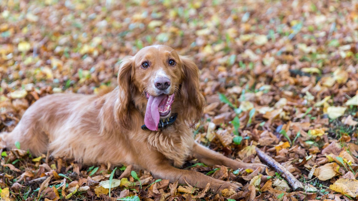 Visit Cheddar with your dog | Somerset | National Trust