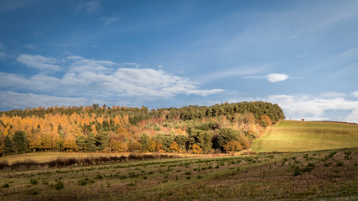Morfe Walk Comer Woods | Shropshire | National Trust