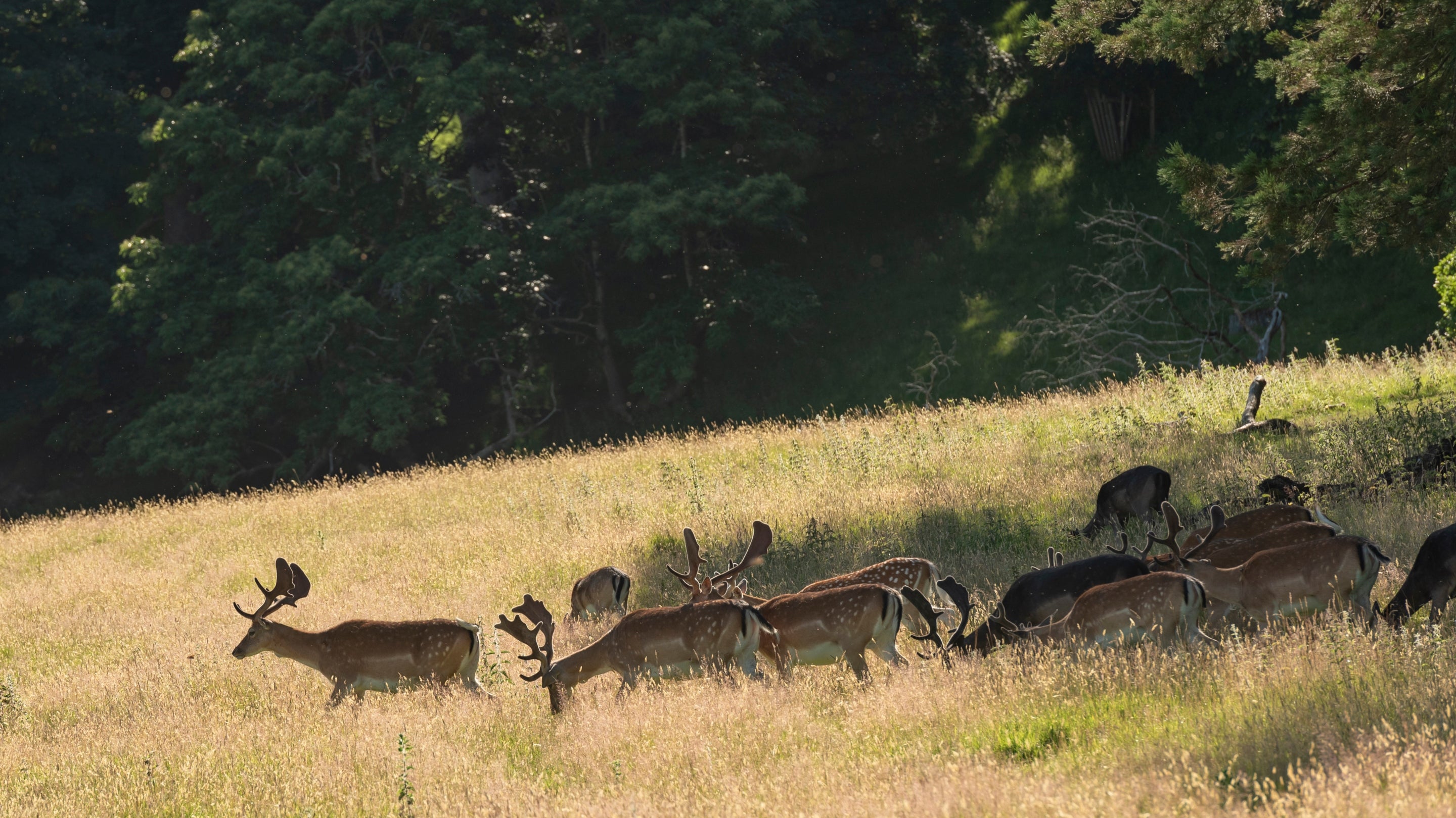 Dinefwr Deer Lodge Wales | National Trust
