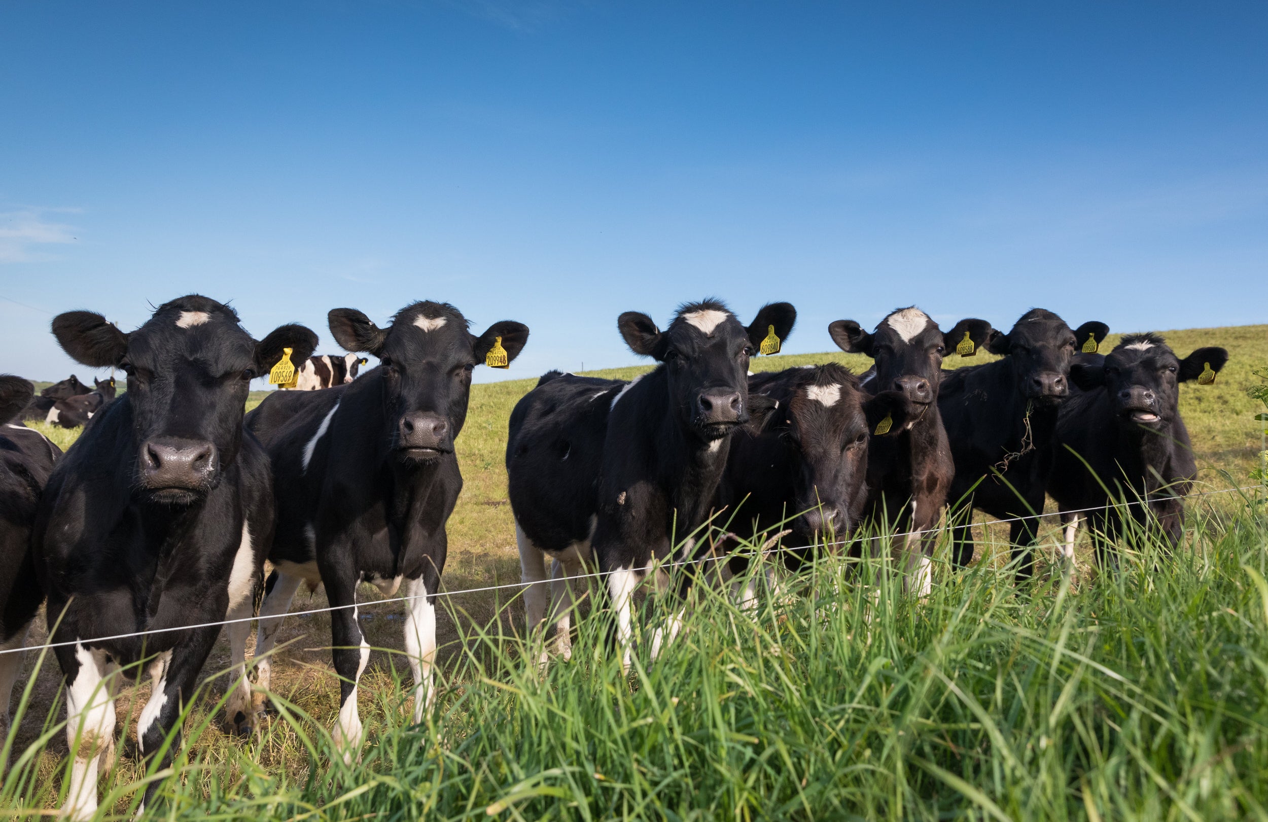 Gupton Farm Campsite Wales | National Trust