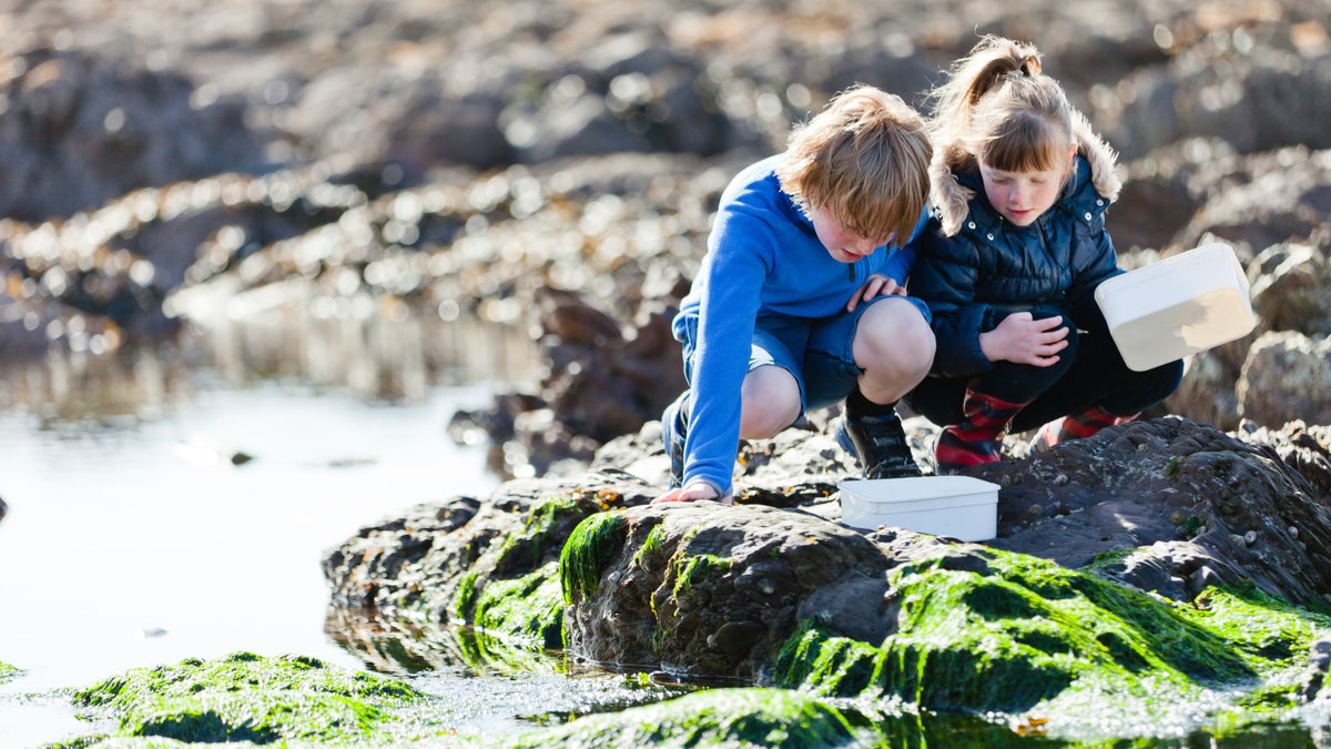 Explore a rock pool │50 things | National Trust