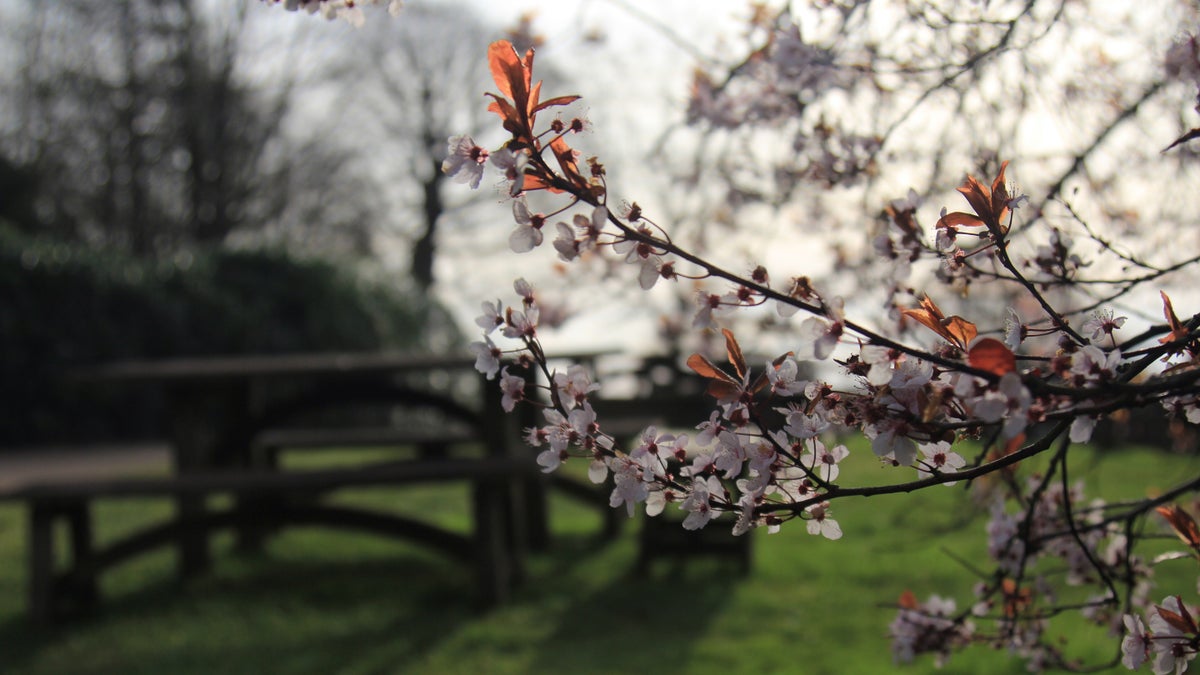 The garden at Emmetts Garden | Kent | National Trust
