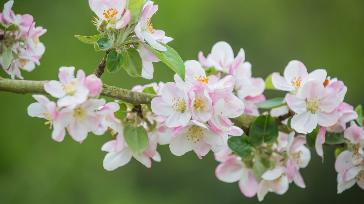How to spot different types of blossom | National Trust