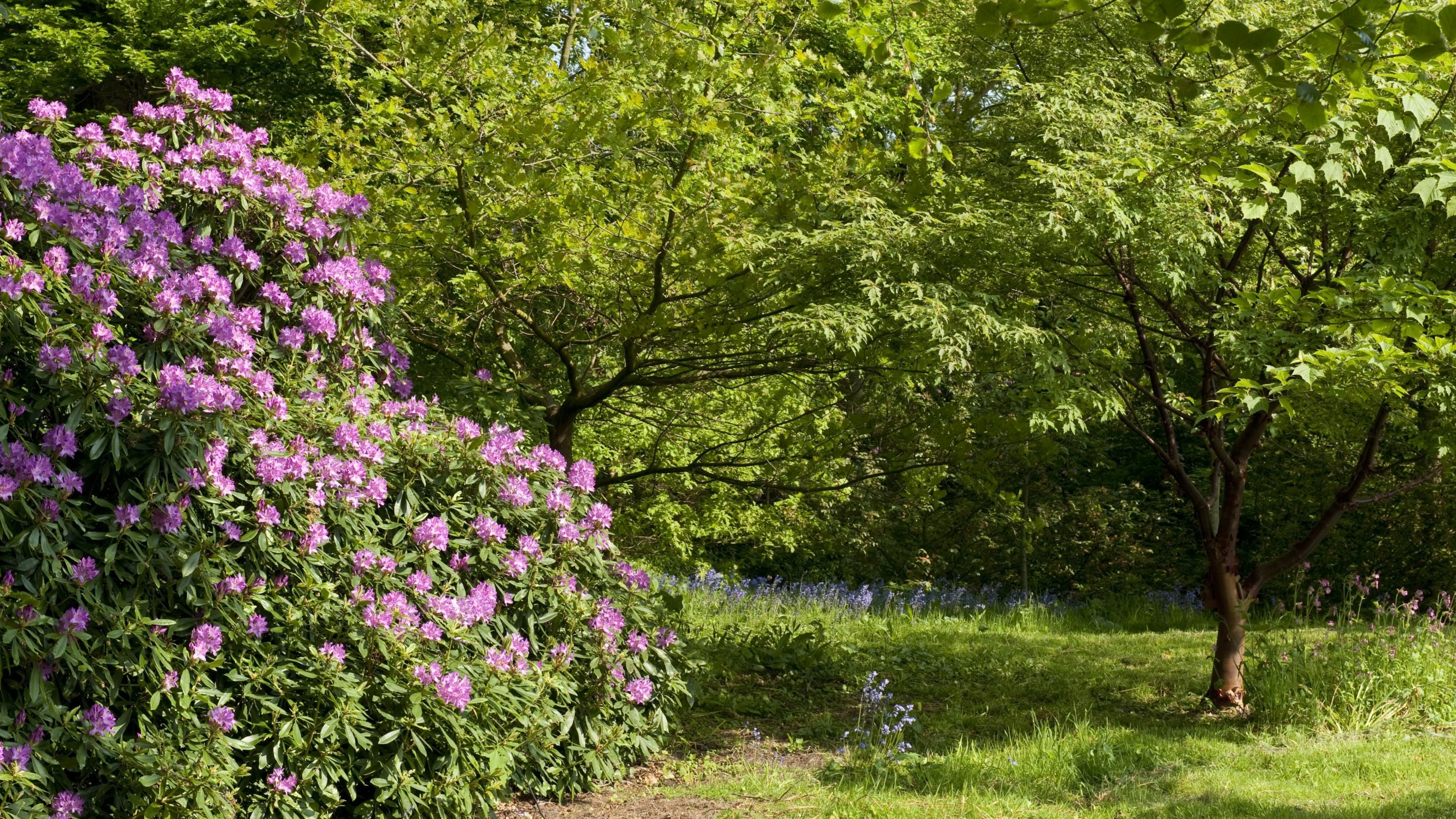 Speke Hall's garden and estate | Liverpool | National Trust