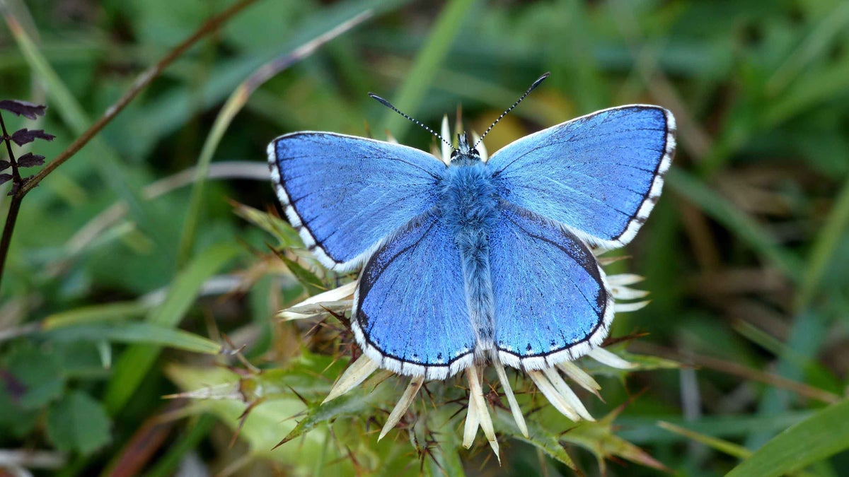 Newtimber Hill butterfly walk | West Sussex | National Trust