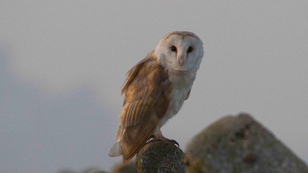 Our guide to barn owls | Wildlife | National Trust