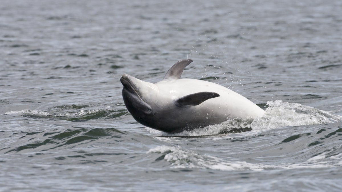Wildlife on the Llŷn Peninsula | Wales | National Trust