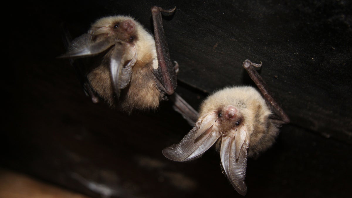Monitoring bat swarming in Purbeck. | National Trust