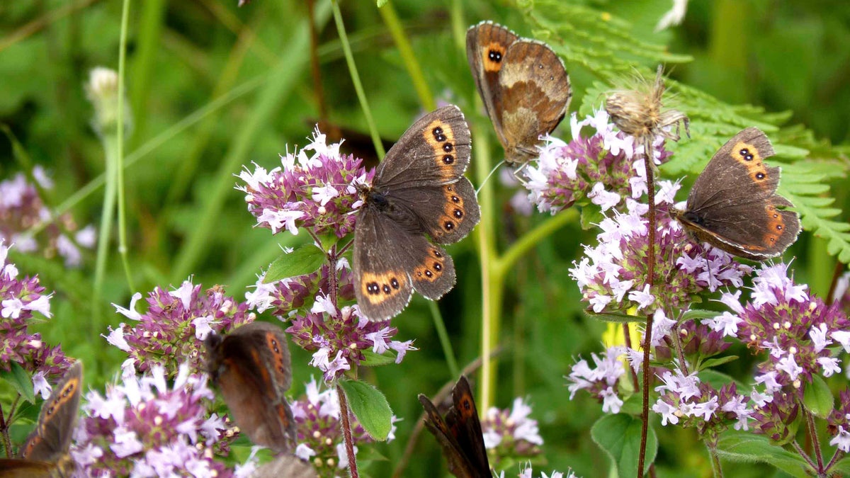 Nature recovery at Hinton Ampner | Hants | National Trust