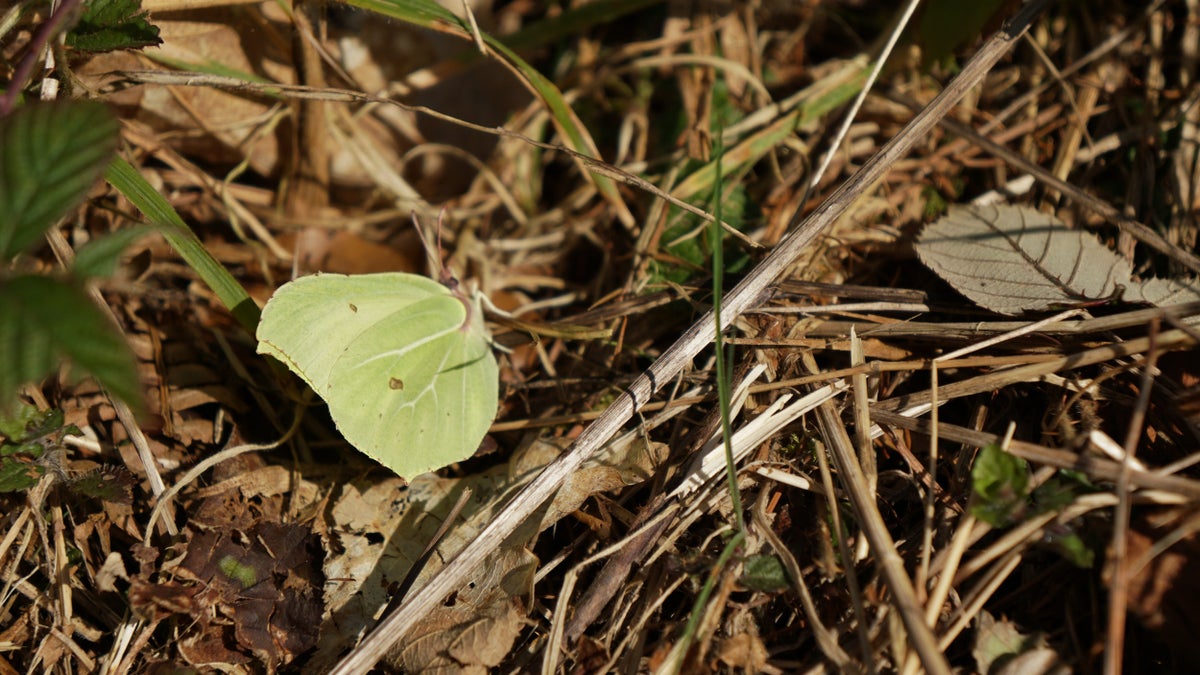 How to spot hibernating butterflies | National Trust