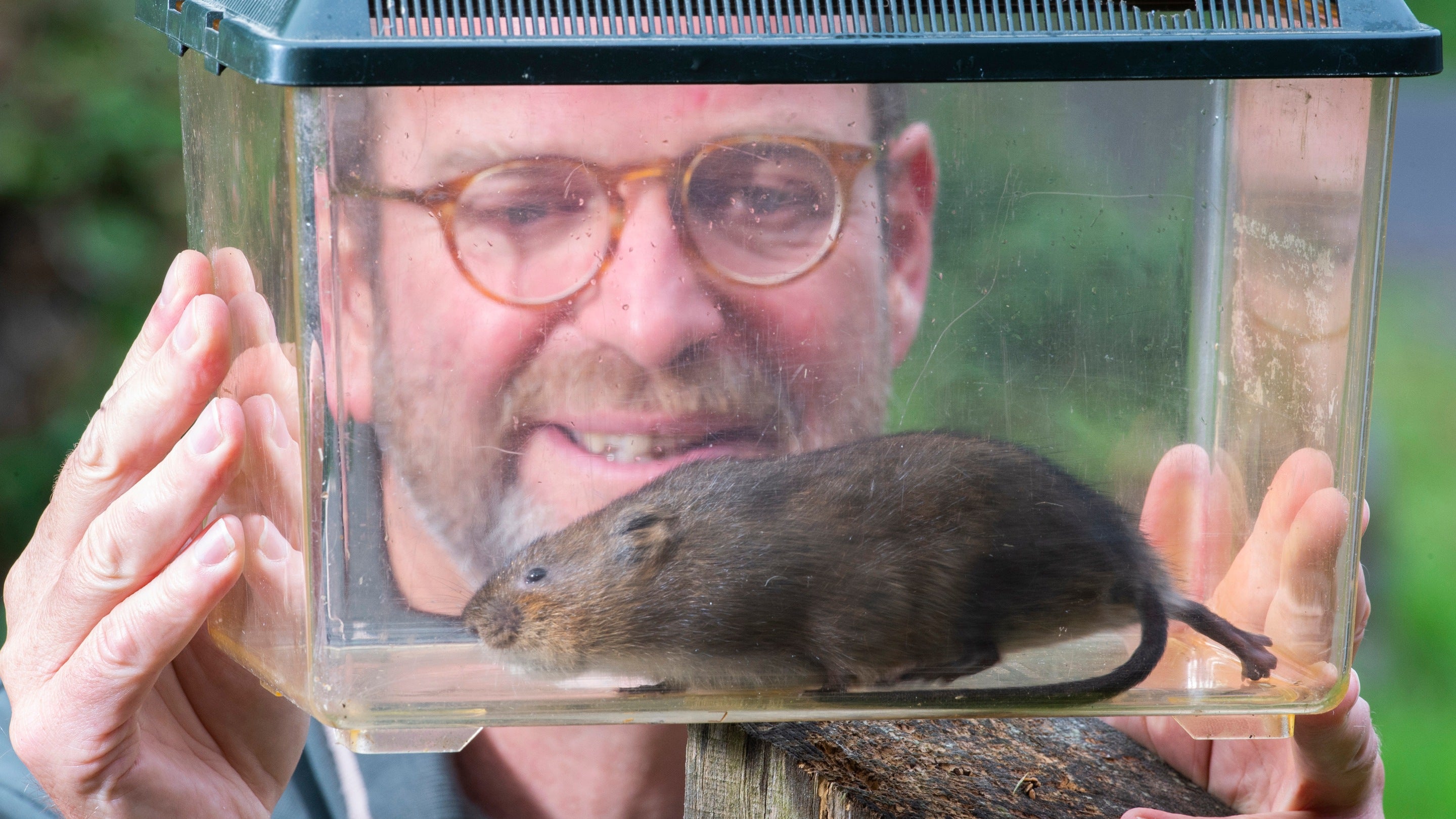 Our water vole conservation work | National Trust