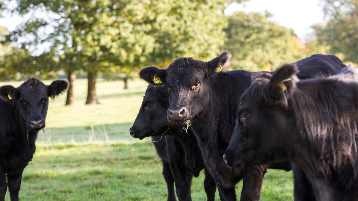 Visiting Beningbrough's parkland | N Yorks | National Trust