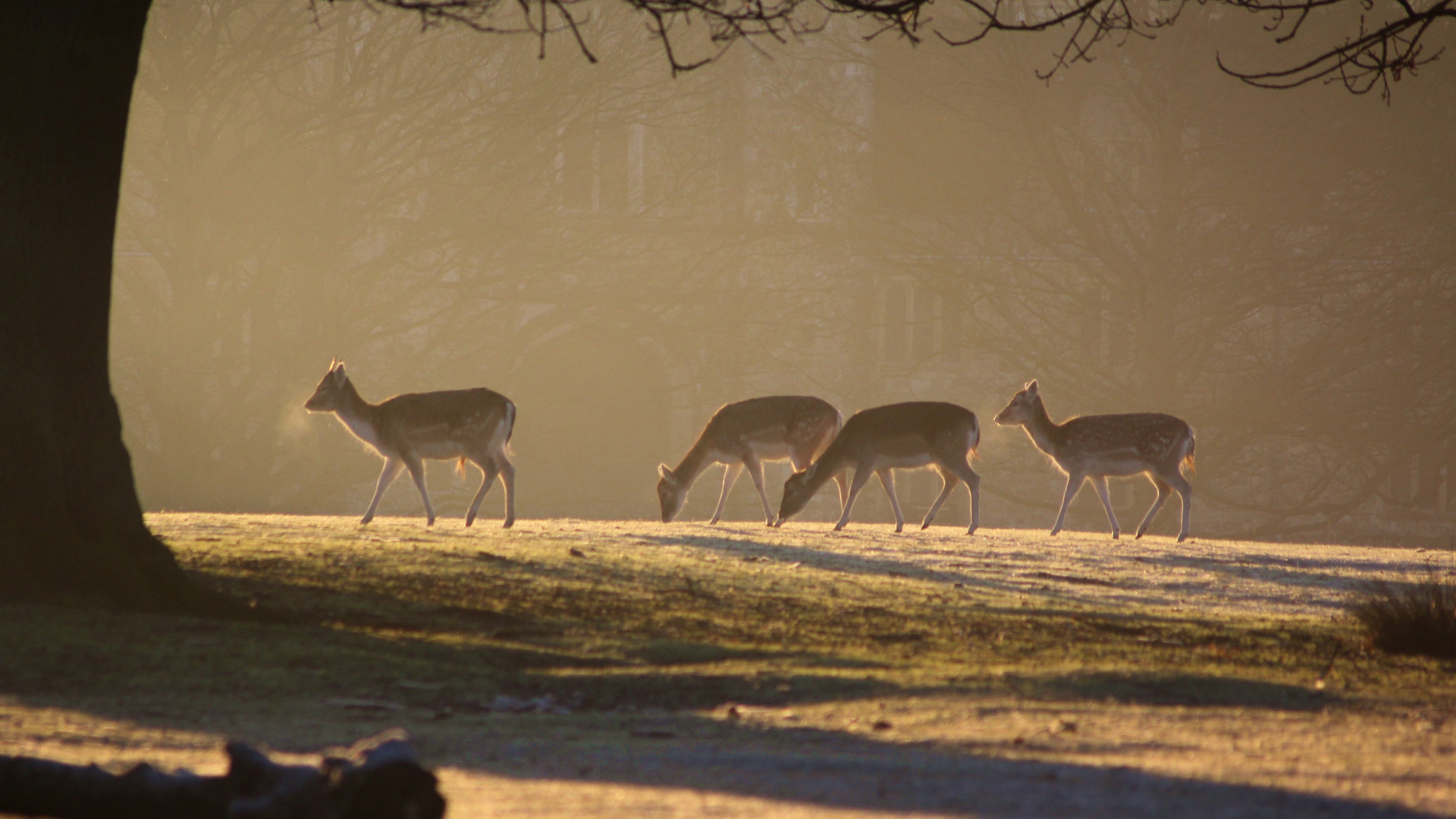 Wild deer herd at Knole | Sevenoaks | Kent | National Trust