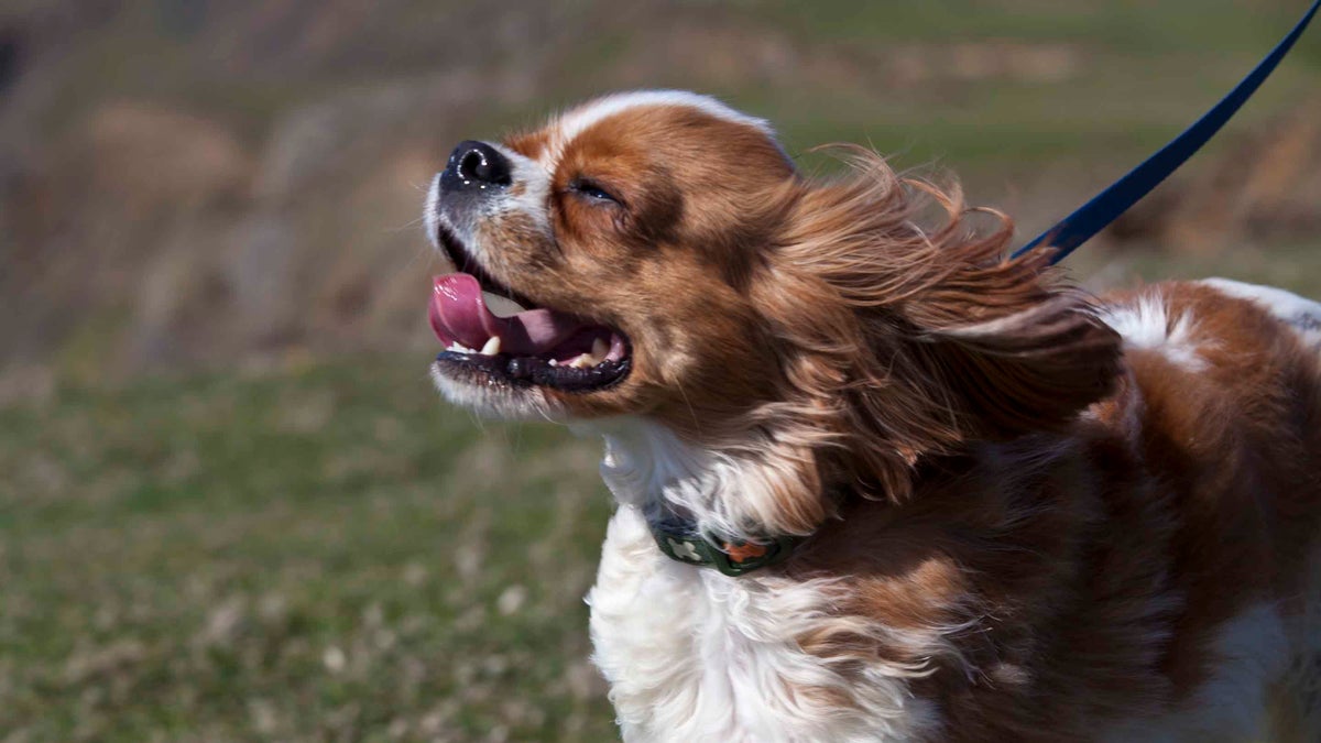 Visit Sand Point with your dog | Somerset | National Trust