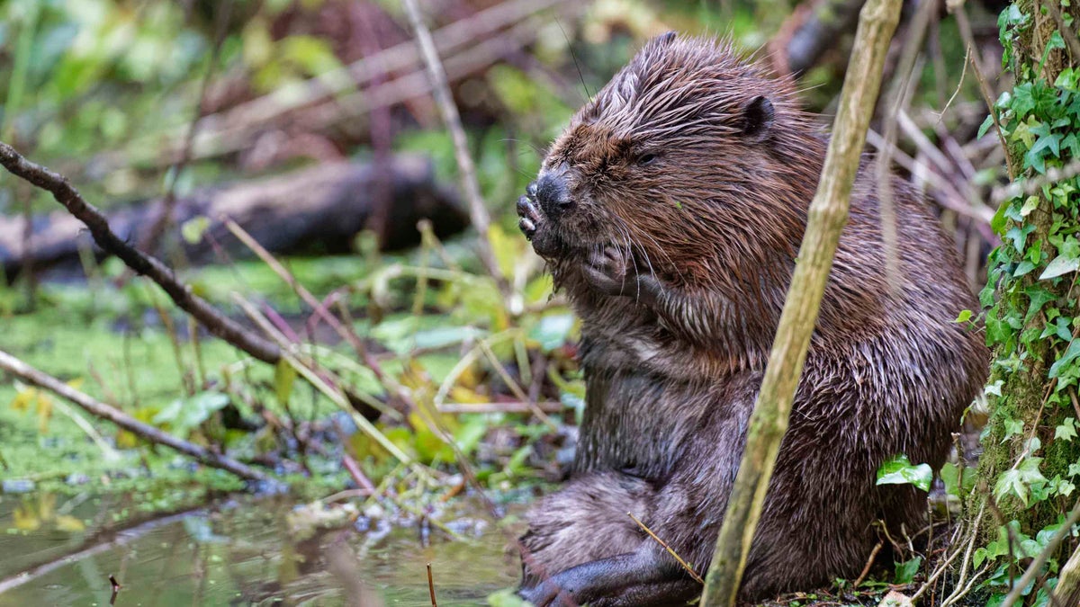 Beaver facts | Nature | National Trust