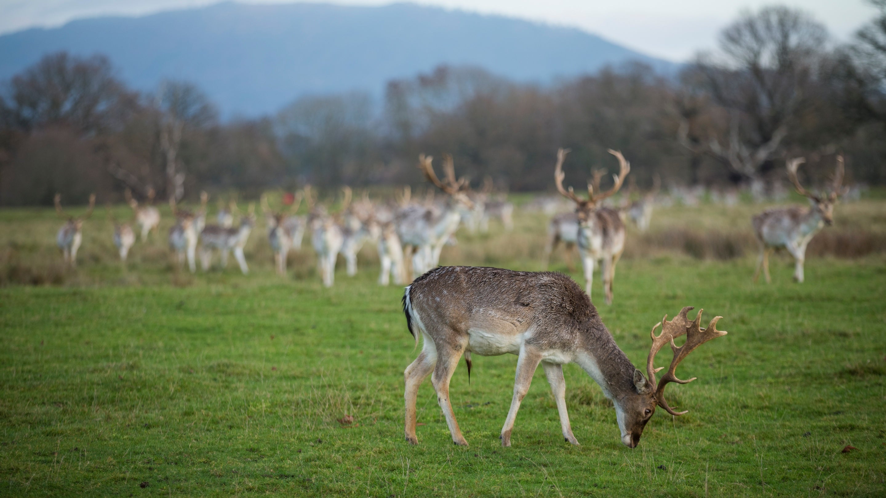 Visiting Attingham's parkland | Shropshire | National Trust