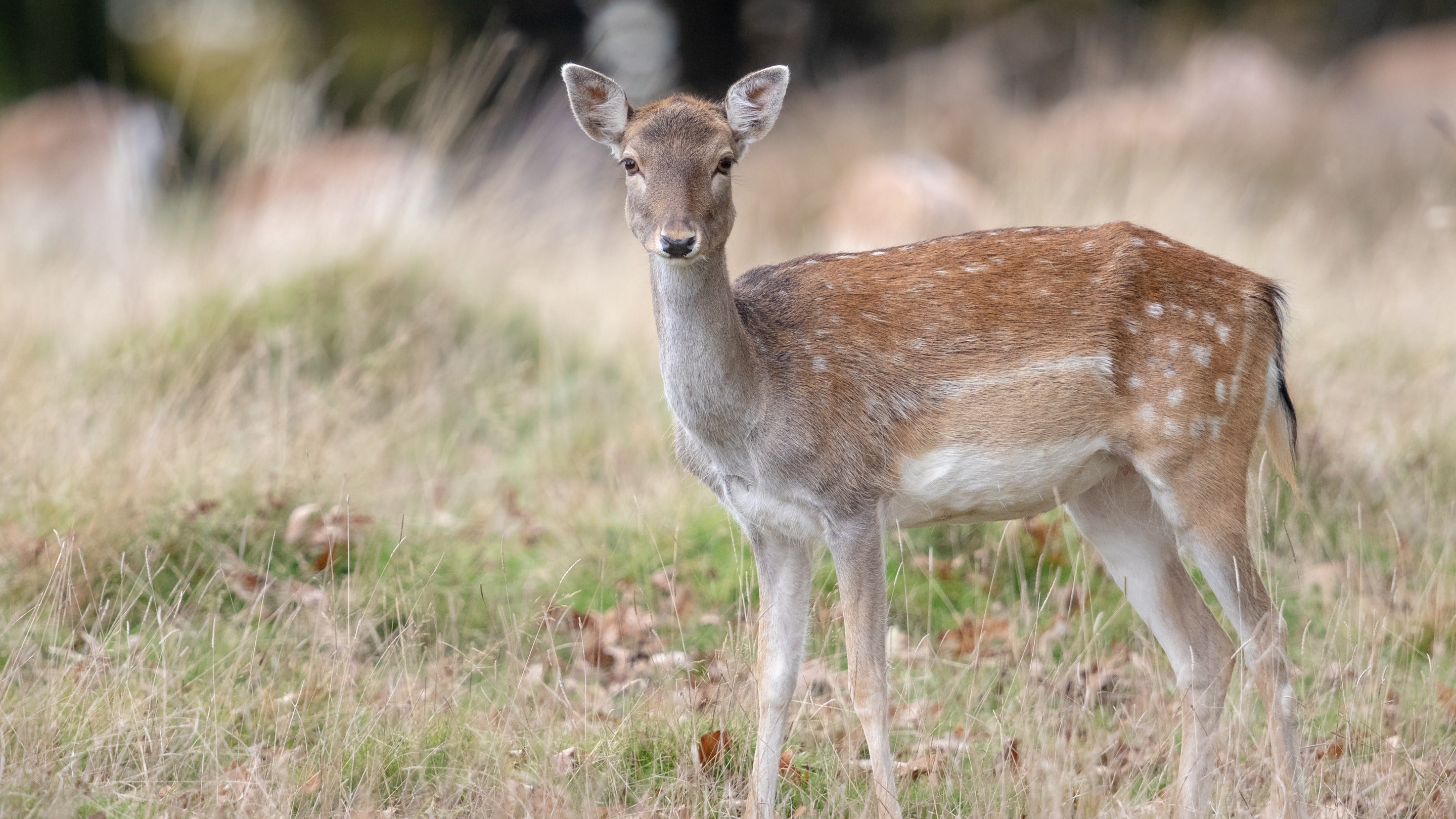 History of Dinefwr| Llandeilo |Wales | National Trust