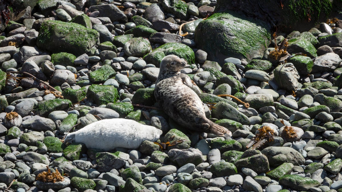 Nature and wildlife to spot in Wales | National Trust