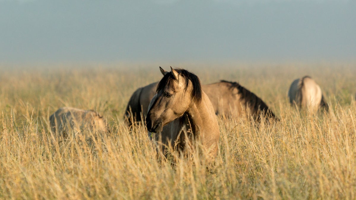 Wicken Fen National Nature Reserve | Cambs | National Trust