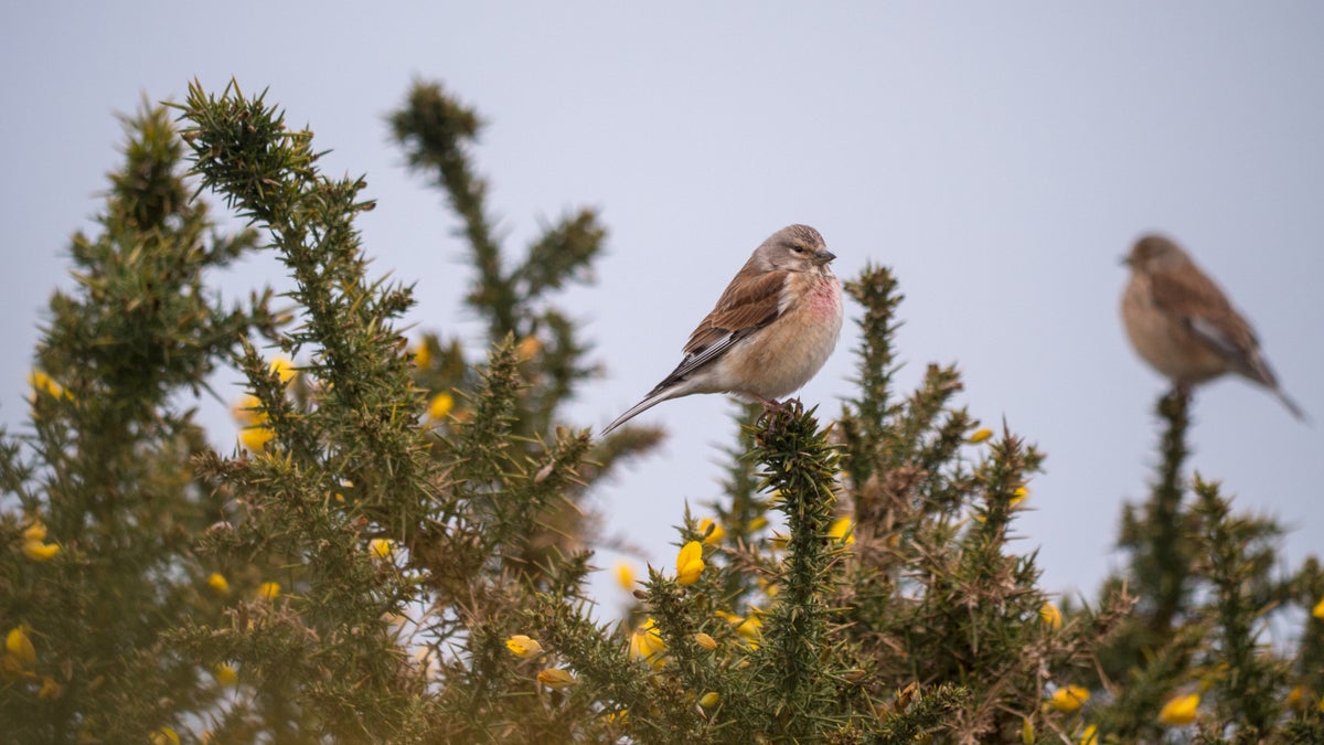 Best birdwatching walks in the UK | National Trust