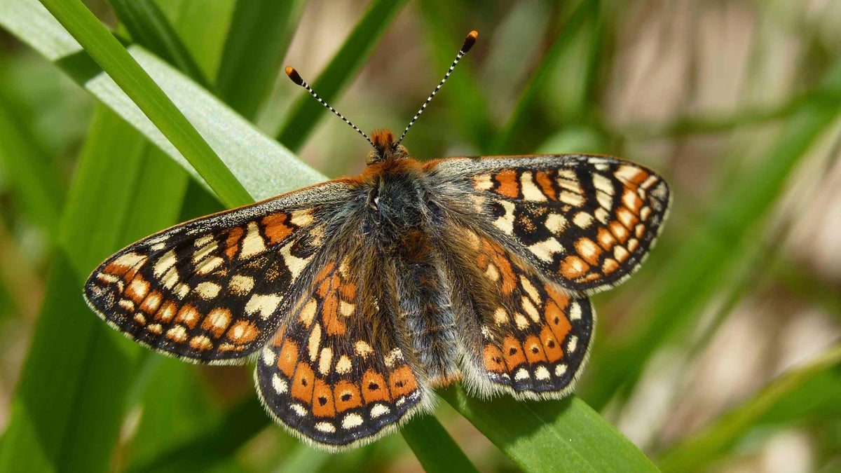 Hod Hill butterfly walk | Dorset | National Trust