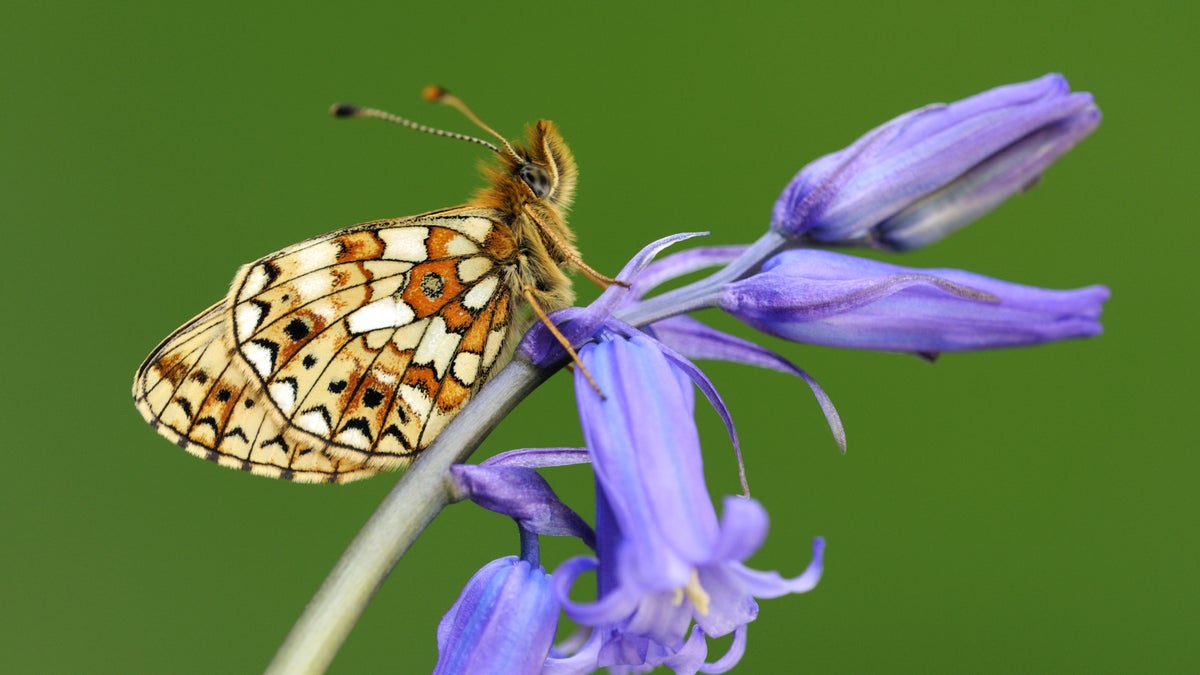 Wildlife at Fingle Bridge | Devon | National Trust