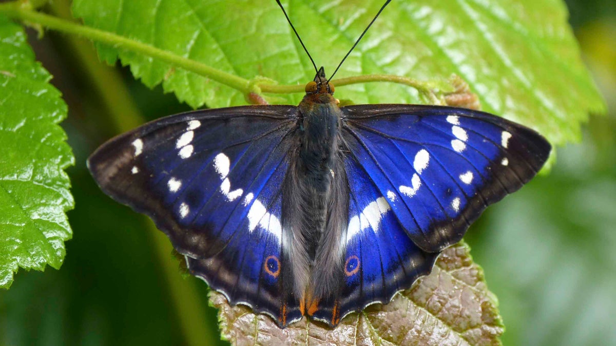 Bookham Common butterfly walk | Surrey | National Trust