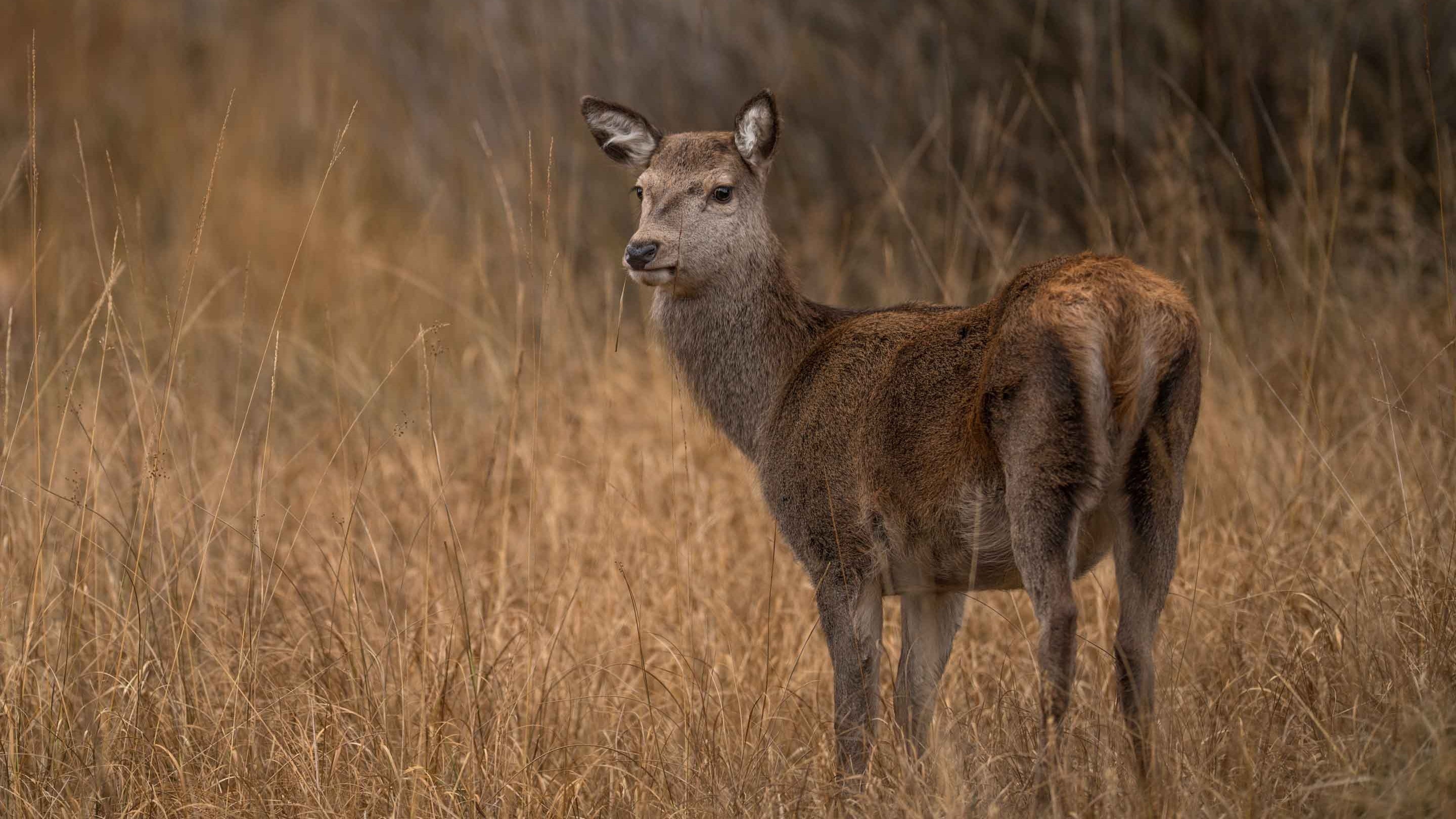 Visiting Lorna Doone Valley │ Devon | National Trust