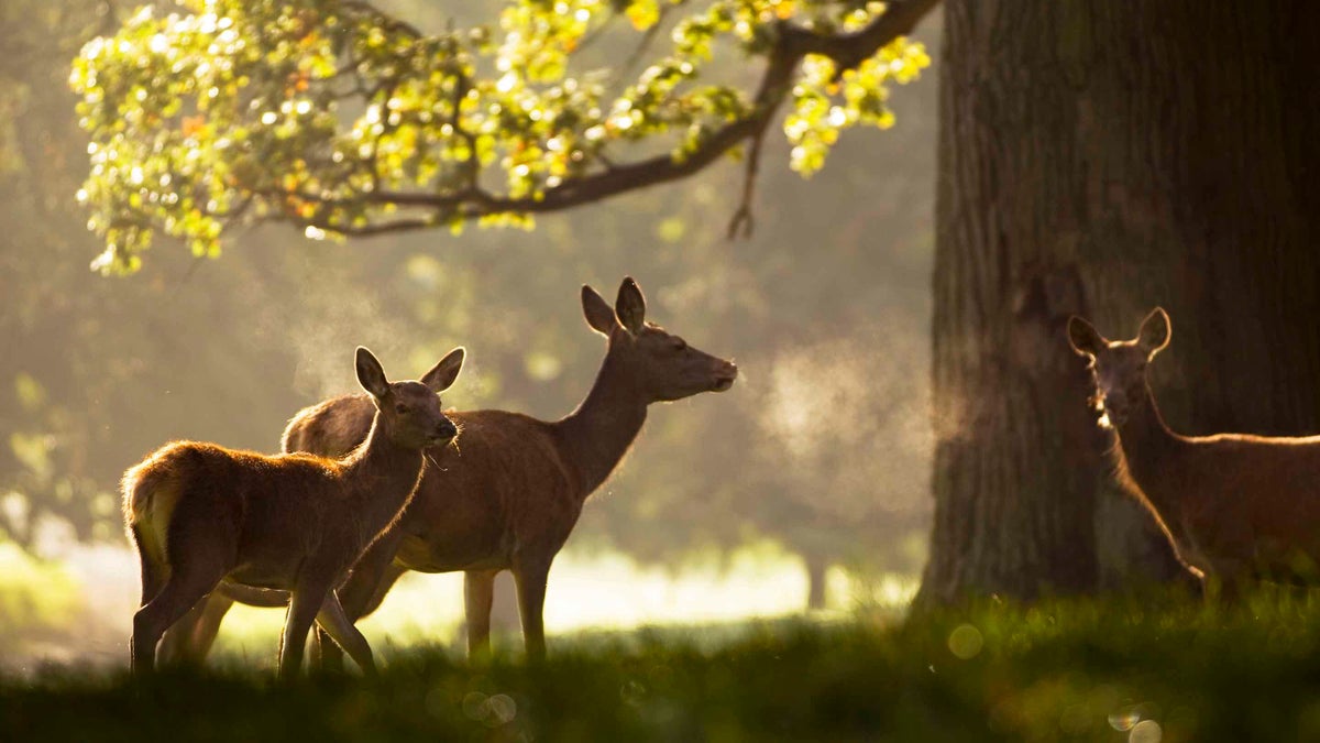 Arlington Court deer park walk | Devon | National Trust