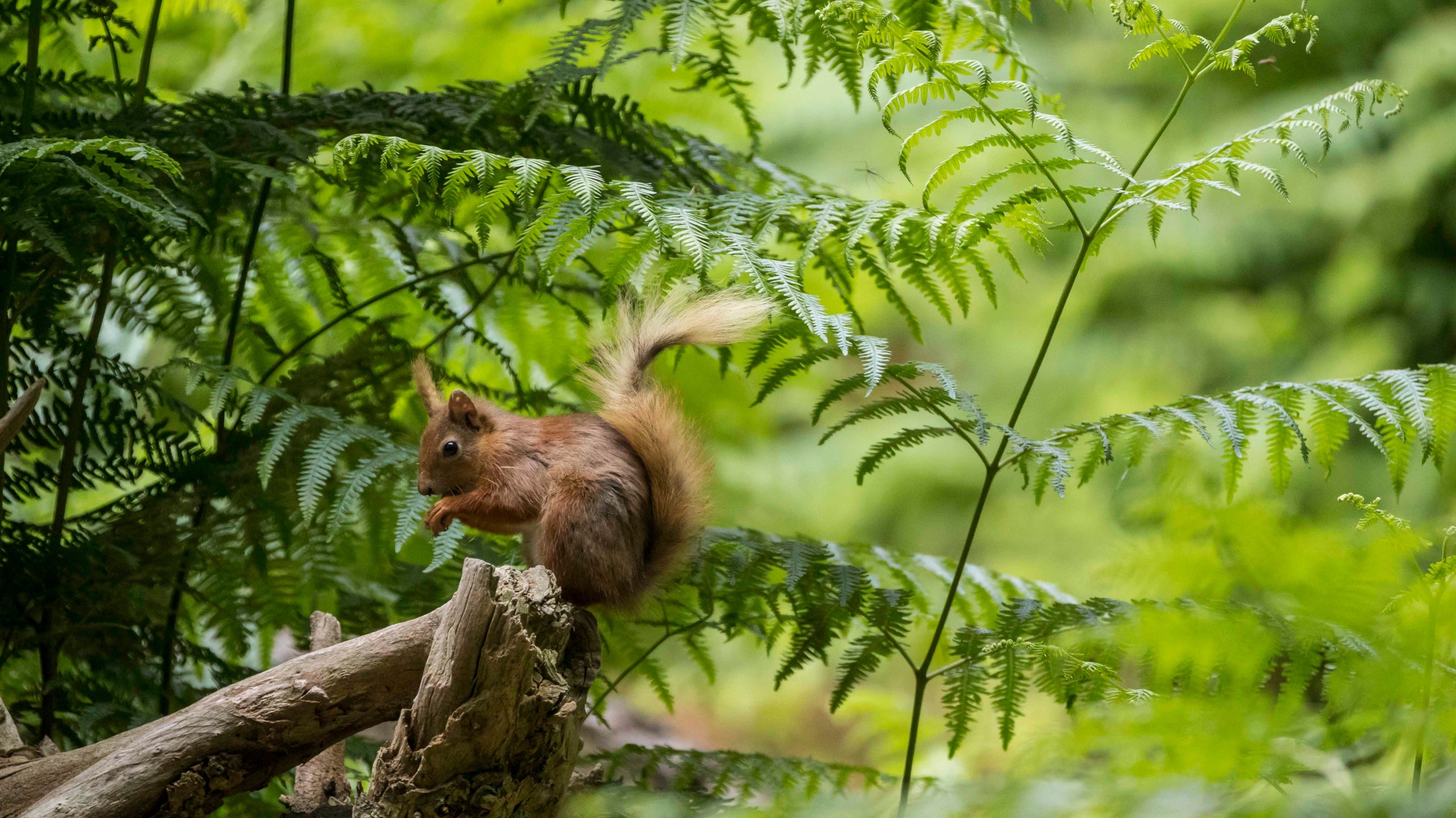 Where to spot red squirrels near you | National Trust