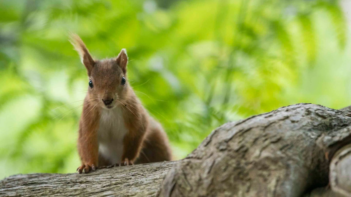 Where to spot red squirrels near you | National Trust