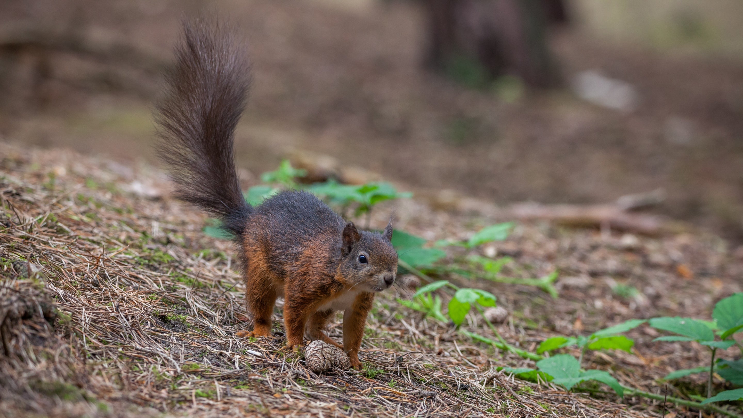 Spotting red squirrels | National Trust