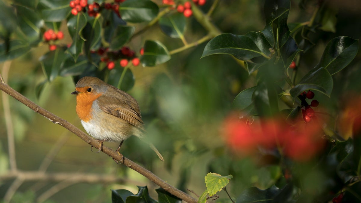 Christmas holly facts and traditions | National Trust