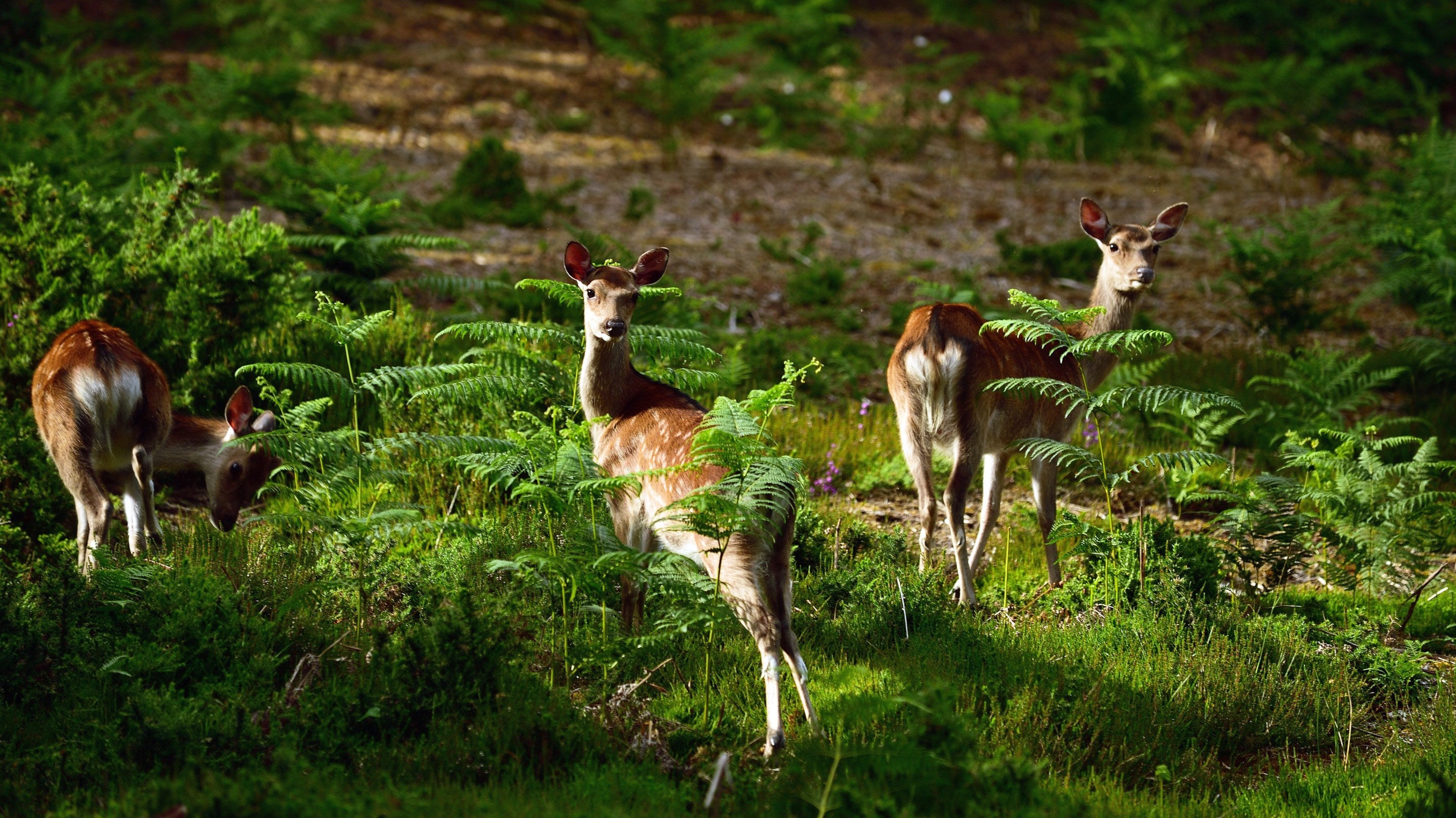 Wildlife spotting on Brownsea | National Trust