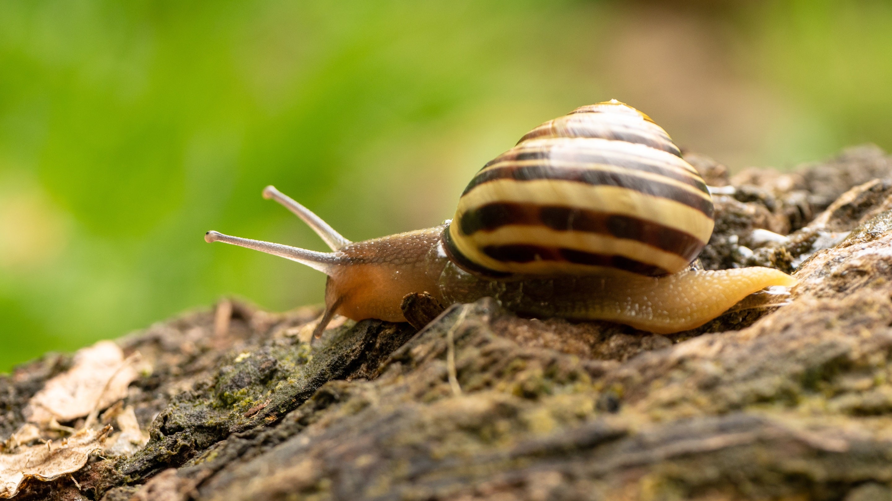 Set up a snail race │ 50 things | National Trust