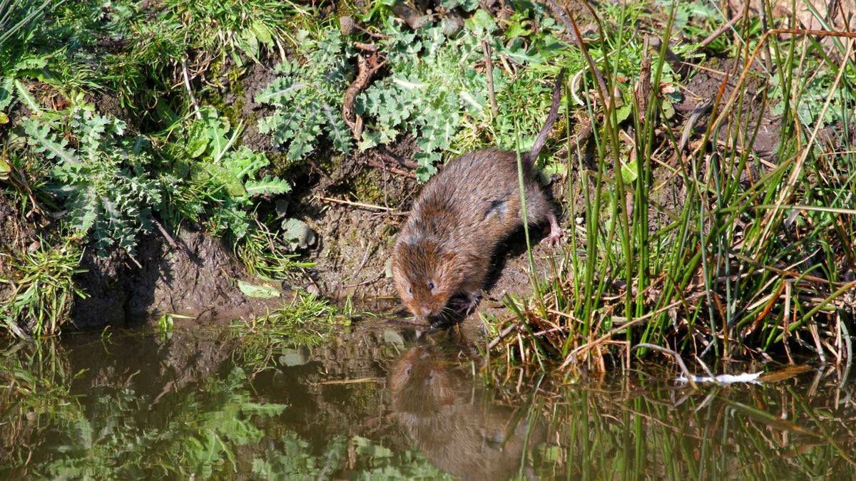 Tips to spot and identify water voles | National Trust