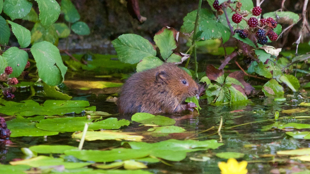 State of Nature report 2023 | National Trust