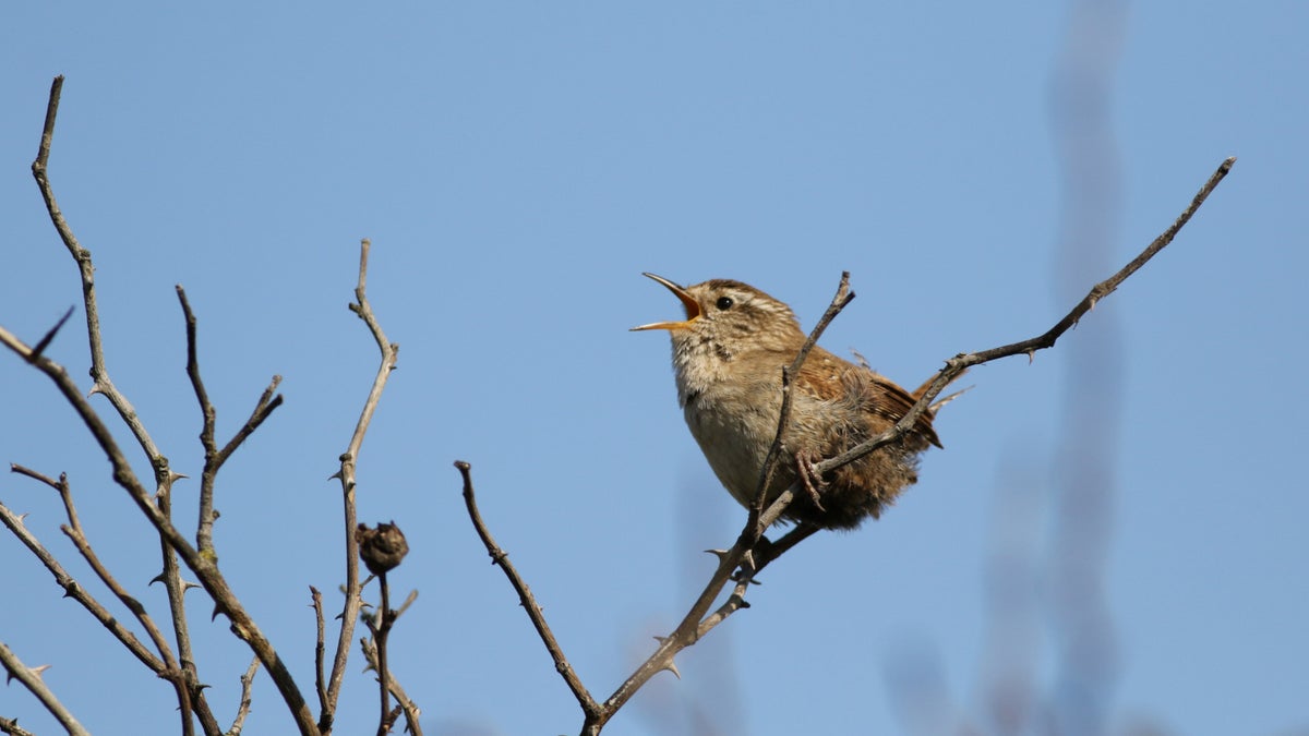 Guide to identifying birdsong | Wildlife | National Trust