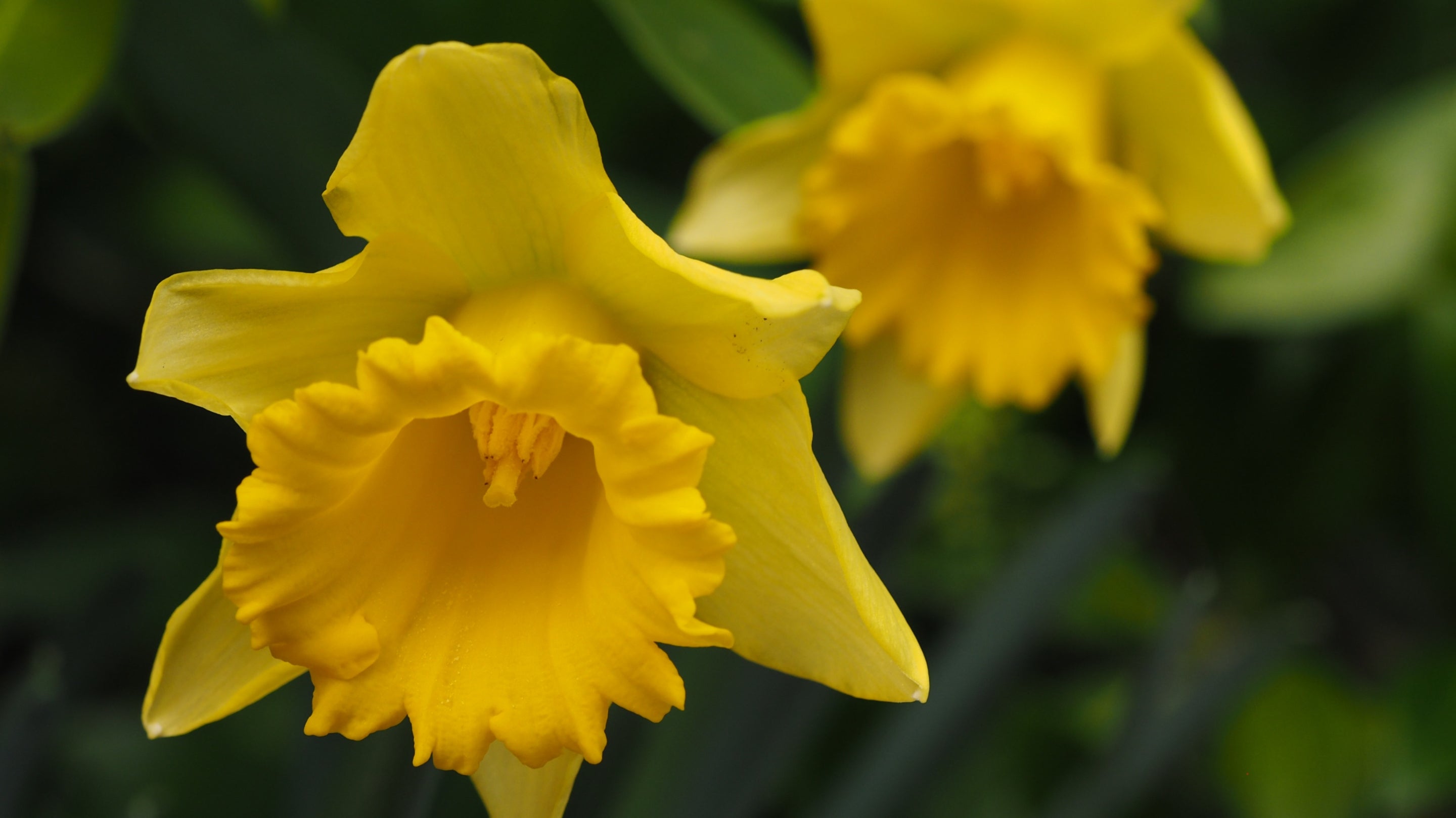 Where to see daffodils | National Trust
