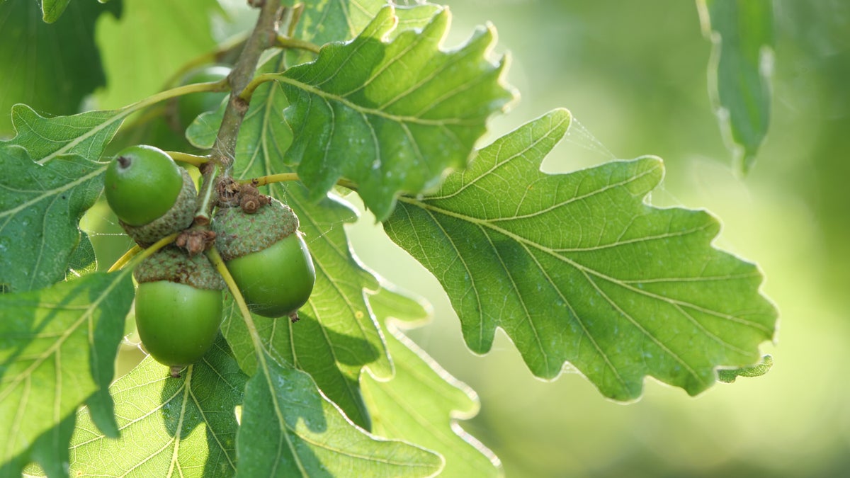 Press release | Media | National Trust