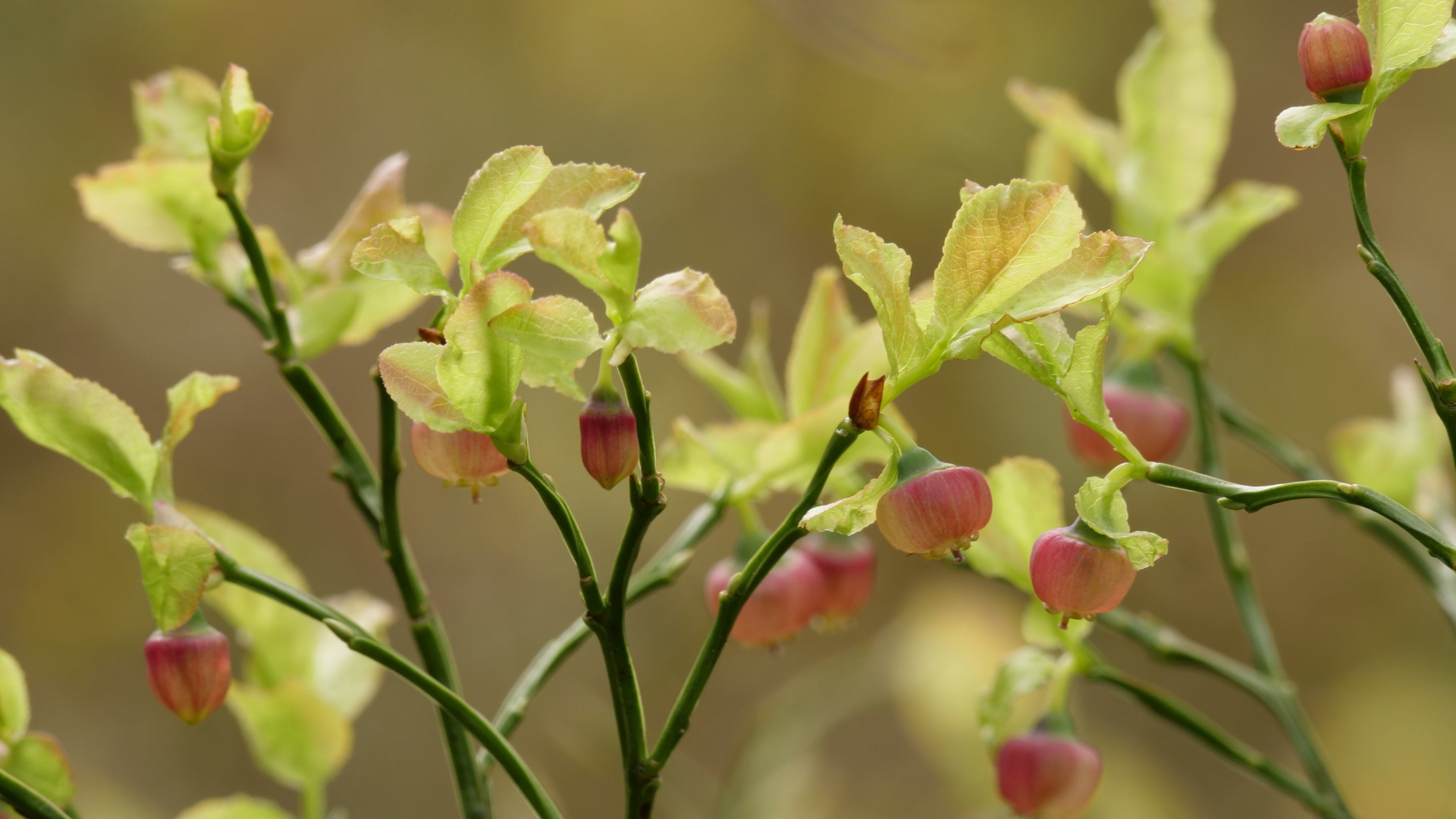 History of Kinver Edge | Staffordshire | National Trust