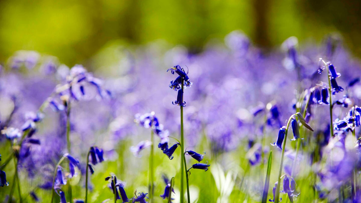 Bluebell walk at Standen | Sussex | National Trust