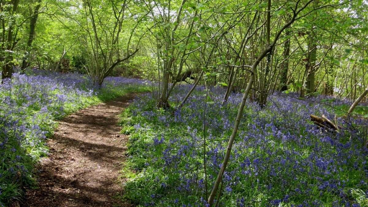 Creating woodland: Curbridge Nature Reserve | National Trust