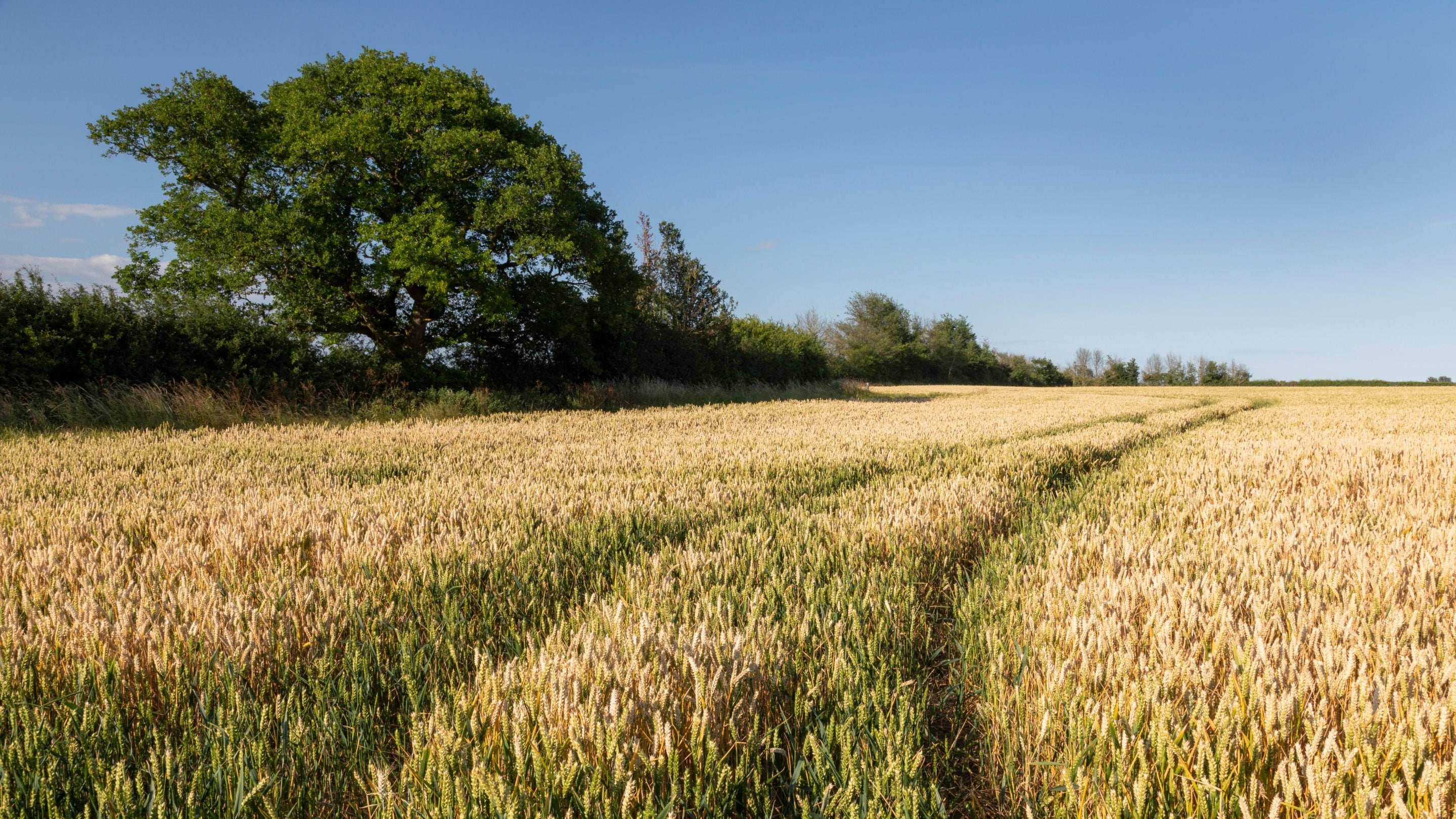 Nature-friendly farming | National Trust