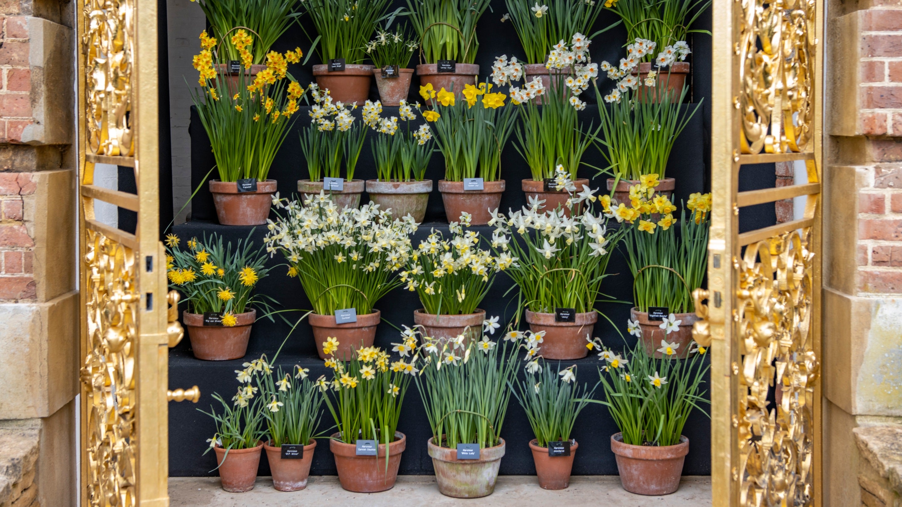 The history of daffodils | National Trust