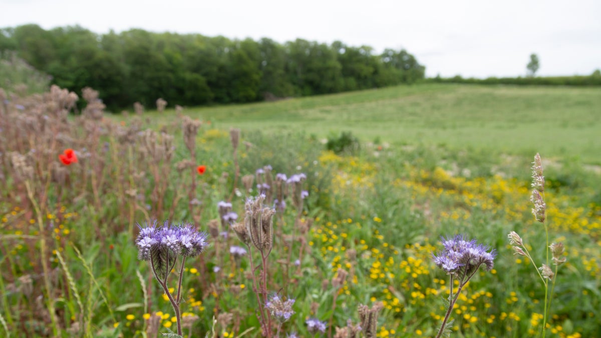 Nature-friendly farming | National Trust
