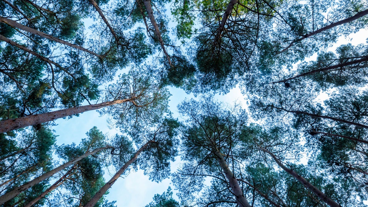 Nature conservation | National Trust | National Trust